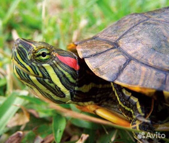 Красноухая черепаха 2 штуки
