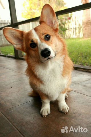 Вельш-корги пемброк