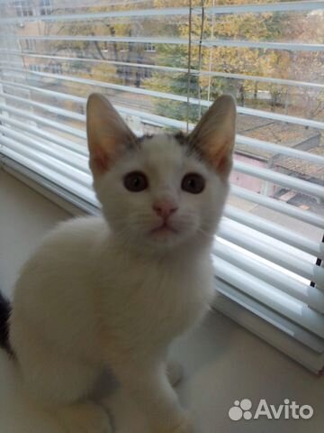Котенок