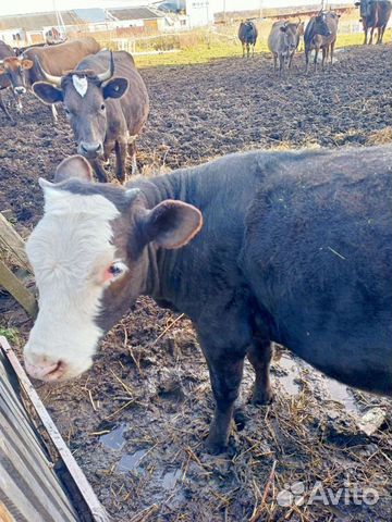 Телка от своей коровки и бычок