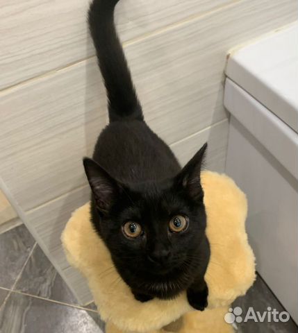 Кошка