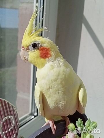 Корелла