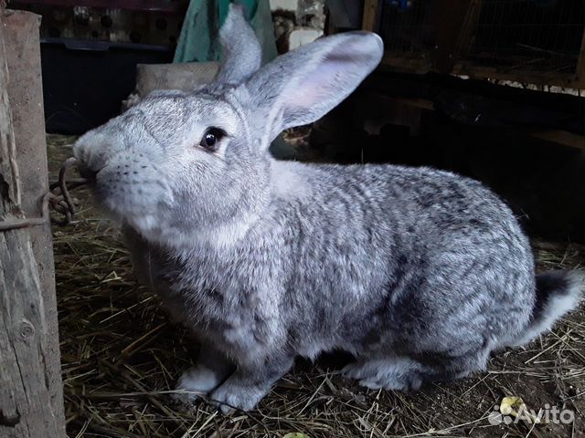 Кролики живым весом
