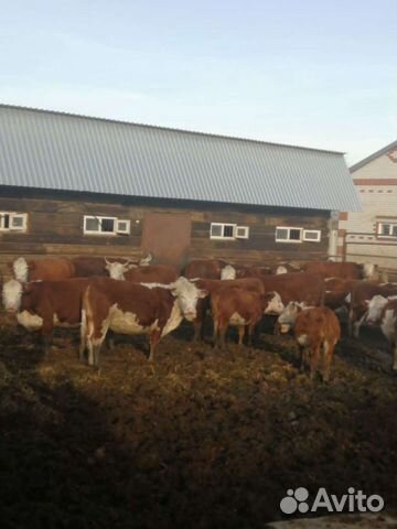 Бычки герефорды и телята