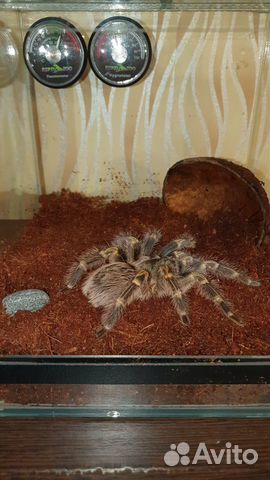 Паук-птицеед Grammostola aureostriata,самка,L13-14