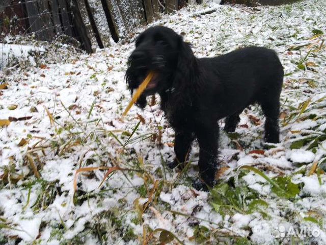 Щенок русского спаниеля