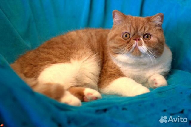 Вязка экзот