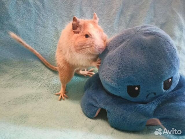 Дегу и крысы