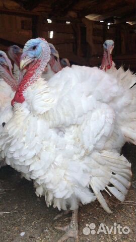 Индюки бройлеры хайбрид конверт