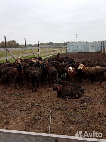 Курдючные бараны