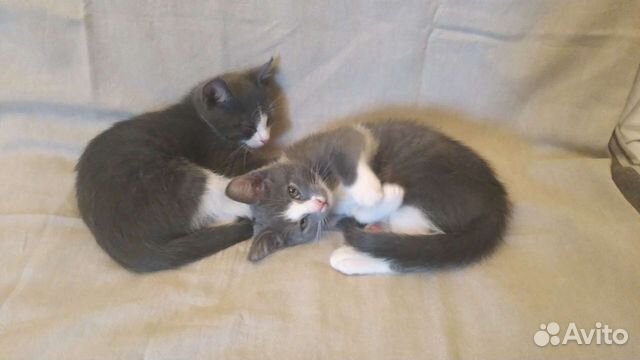 Два серых котёнка
