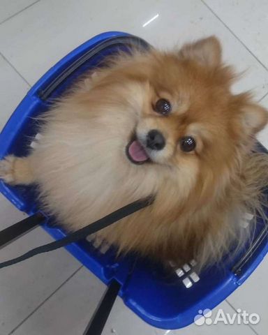 Немецкий шпиц вязка