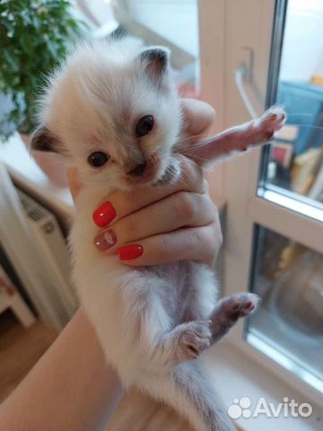 Очень красивый котенок бесплатно