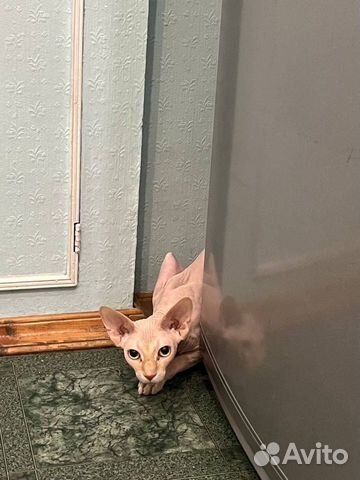 Сфинкс Ричи мальчик 2 года