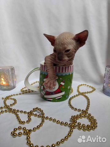 Канадский сфинкс котенок