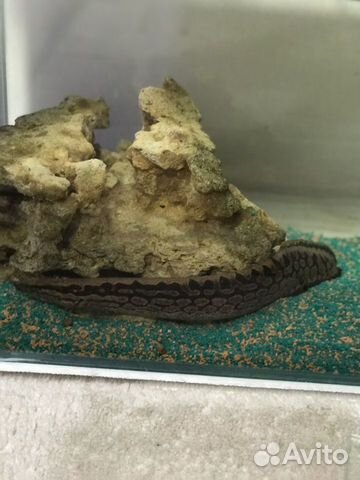 Аквариумные рыбки