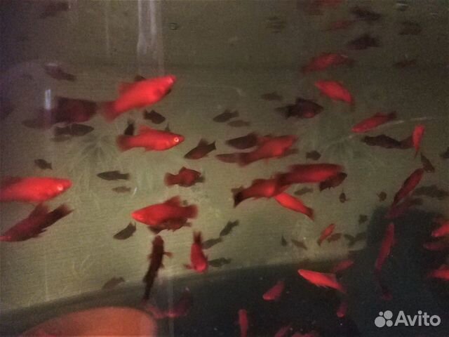 Меченосцы и Скалярии