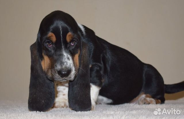 Девочки Бассета