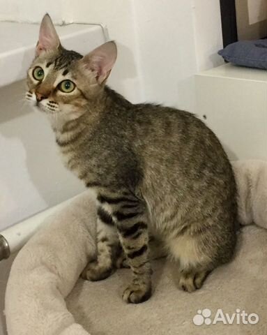 Котенок девочка - маленьким Эльфом в Ваш дом.)