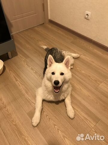 Щенок в дар