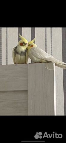 Парочка ручных корелл