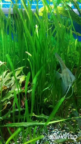 Валиснерия гиганская