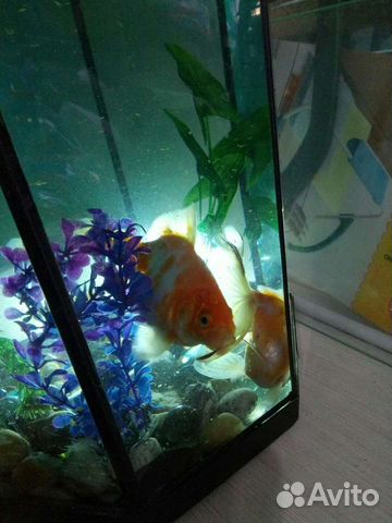 Аквариумные золотые рыбки