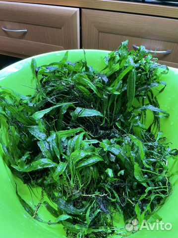 Криптокарина