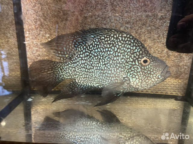 Бриллиантовая цихлазома