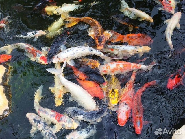 Речная рыба для пруда и аквариума