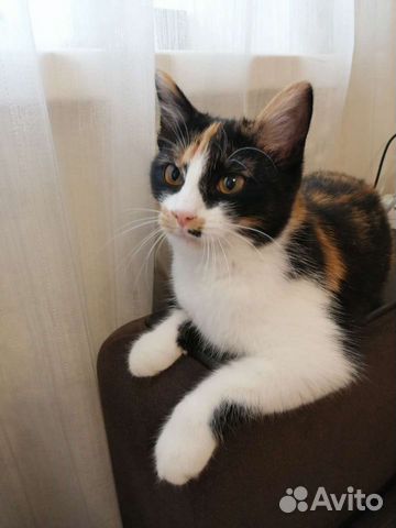 Кошка в дар