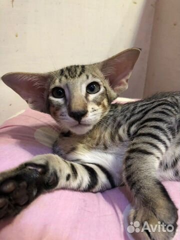 Ориентальный красавчик