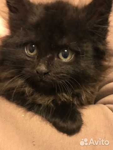 Черный котенок домовенок в дар добрые руки бесплат