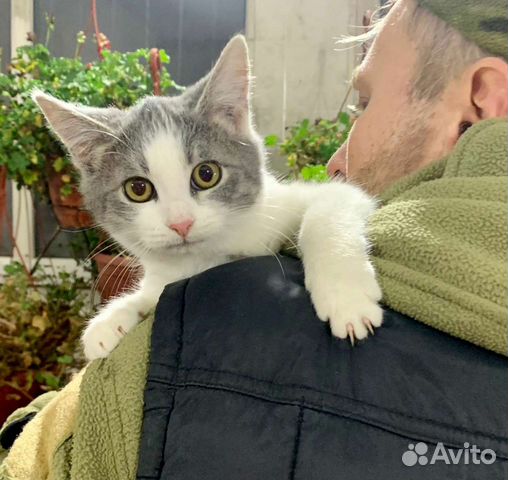 Котёнок Ляля 4 месяца (кошка)