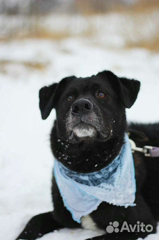 Особенный пес в дар