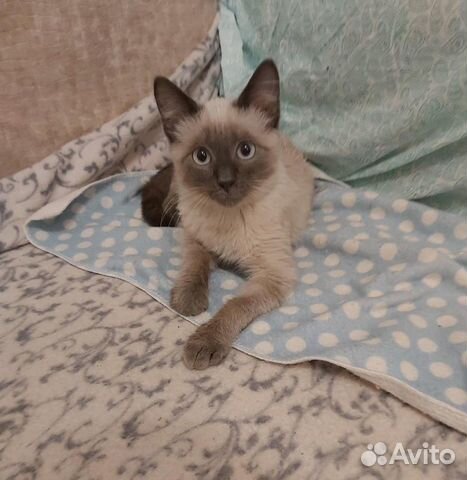 Котенок ответственным людям