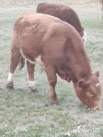 Быки лимузины помесьные на племя