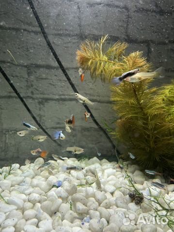 Аквариумные рыбки гуппи