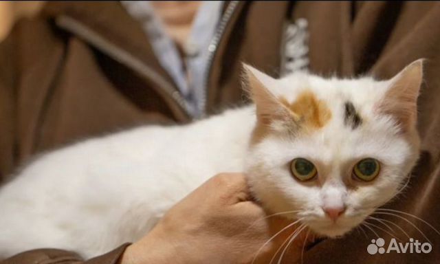 Необычная красотка Яся ждёт семью в котьем шоуруме