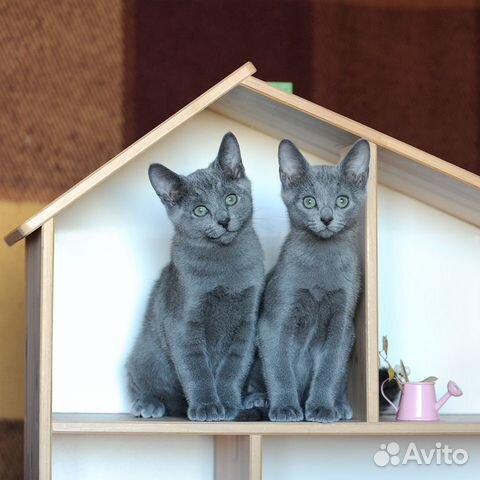Русские голубые котята мальчик и девочка