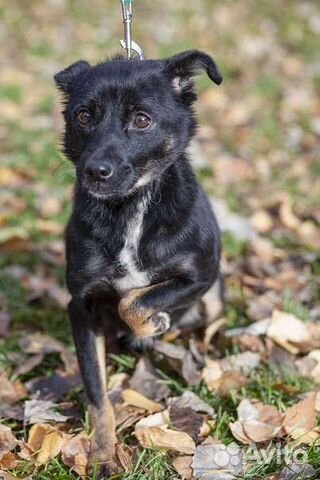 Домашняя Собачка Бэтти в добрые руки