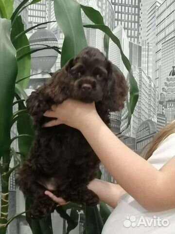 Кокер спаниель