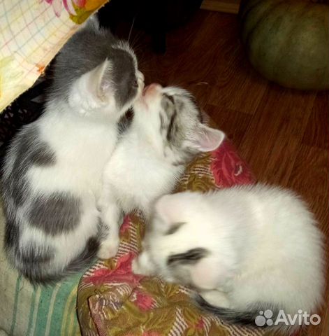 Котята в добрые руки приучены к лотку