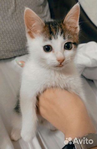 Великолепный котенок