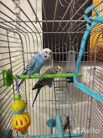 Волнистый попугай девочка и мальчик