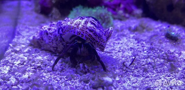 Рак отшельник