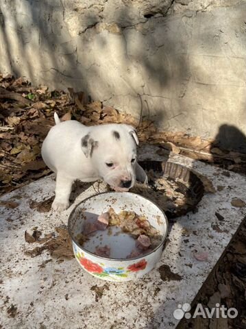 Щенки в добрые руки