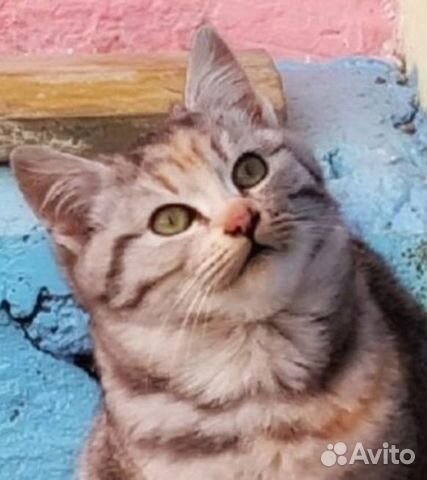 Рысенок ищет дом