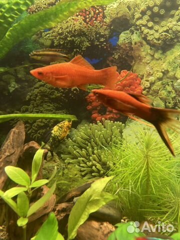 Меченосцы, улитка хелена