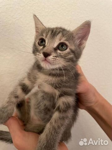 Котята в добрые руки. Девочка и мальчик